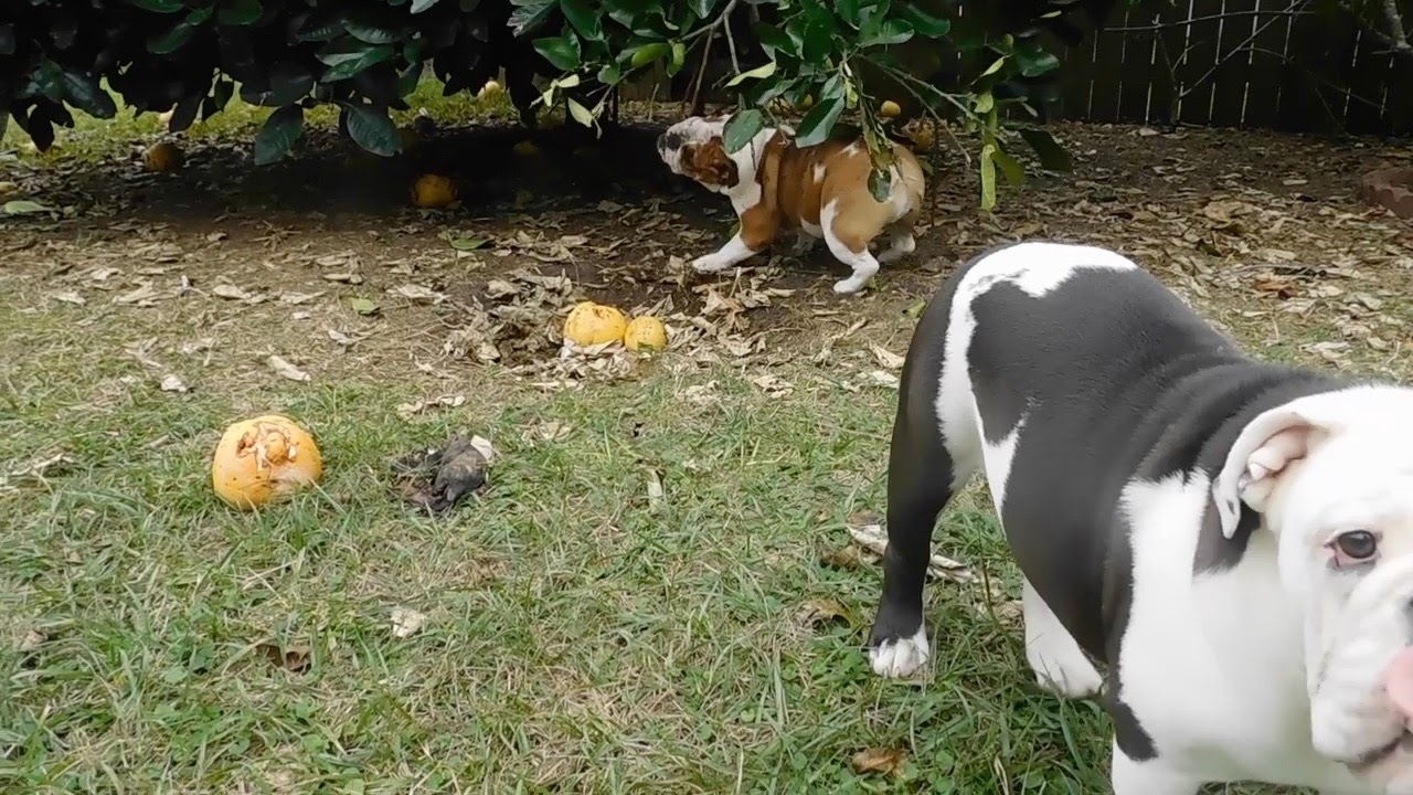 Englishbulldog shaking fruit tree - addict (funny video) - YouTube