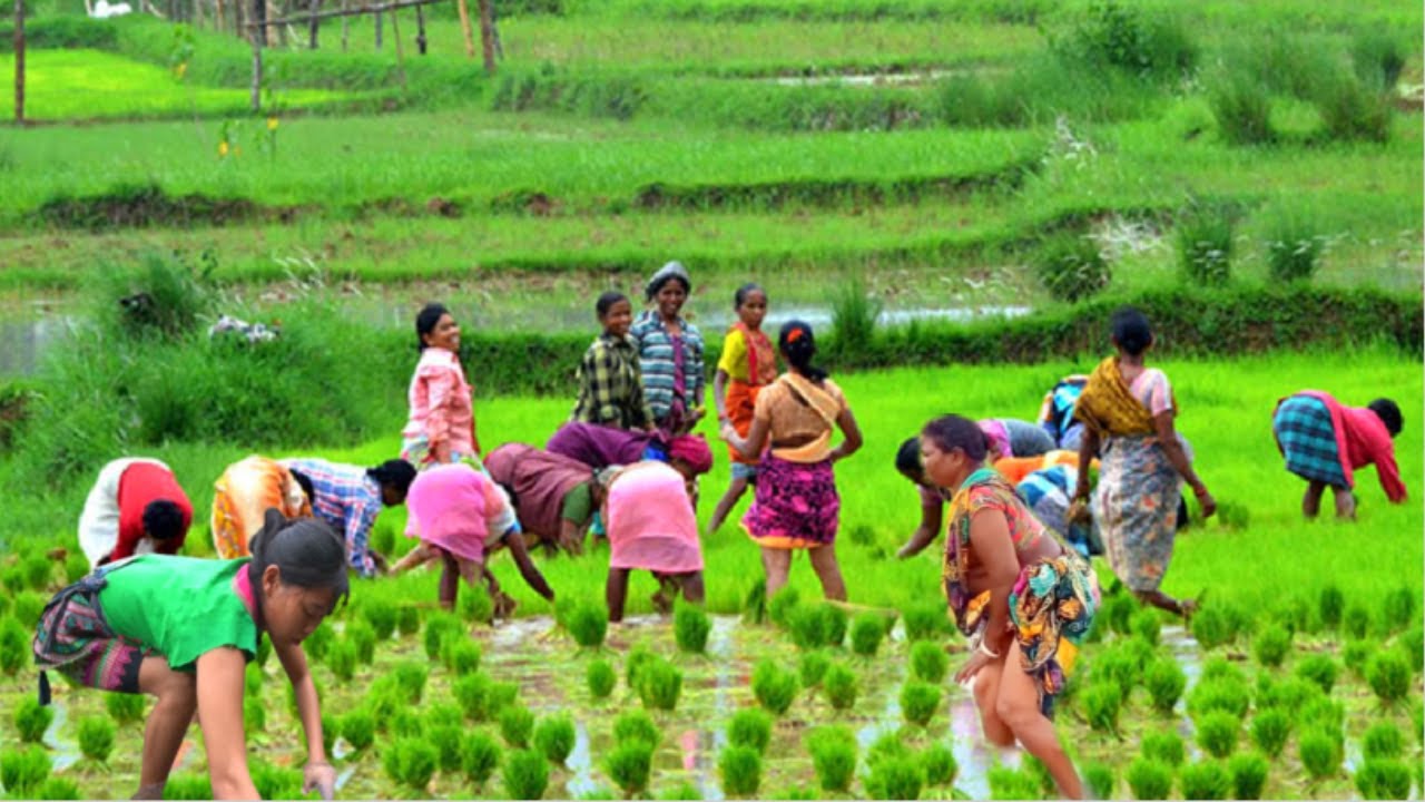 Step by Step Paddy Cultivation, Harvesting & Farming. Paddy Rice ...