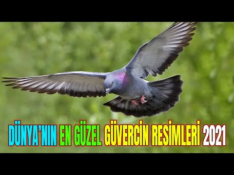 Dünyanın En Güzel Güvercin Resimleri - Pigeon Photo 2021