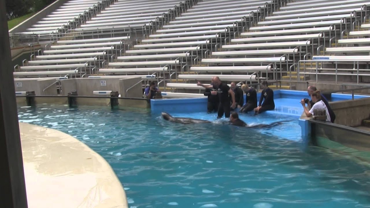 Overview Of Sea Lion Interaction Program At Seaworld San Antonio Youtube