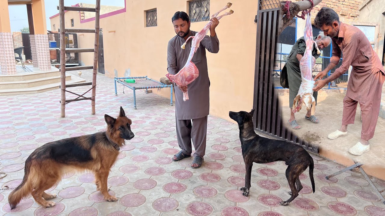 Bakra Zibah Karke Dogs Ko Khila Dia - YouTube