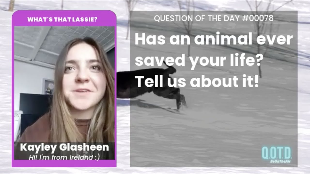 Kayley's dog stayed by her side for her support. How kind! - YouTube