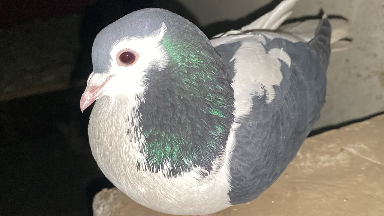 World Top Viral Famous Pigeon - YouTube