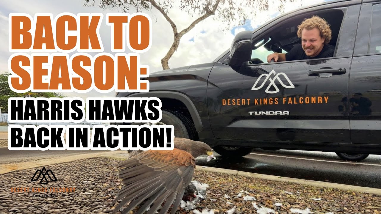 BACK TO SEASON: Harris Hawks Back in Action! 🦅 - YouTube