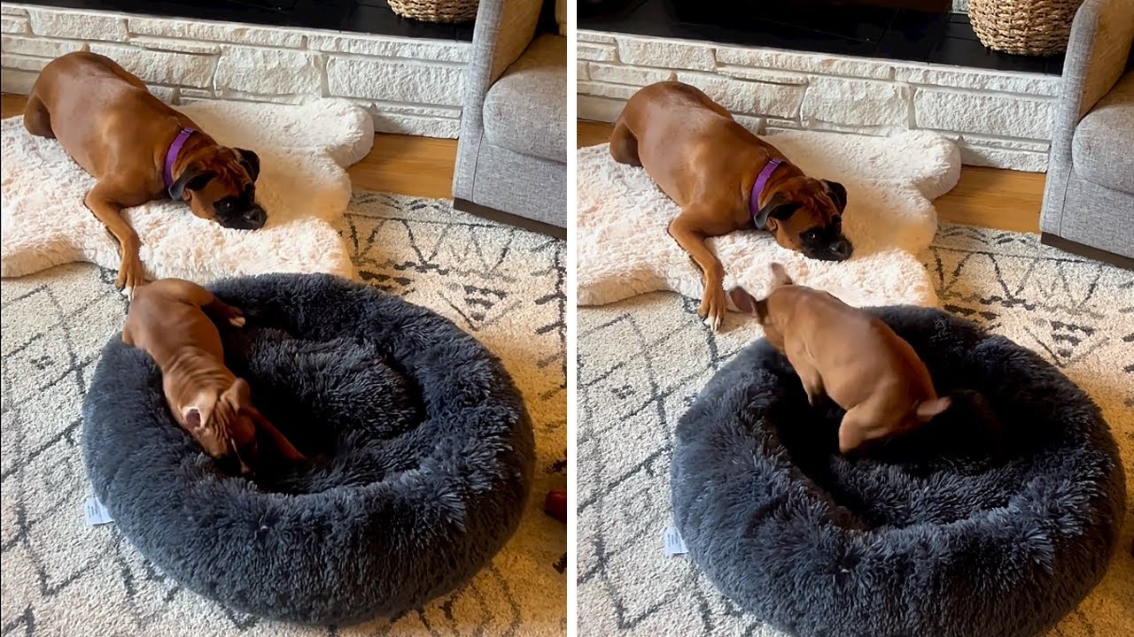 Adorable puppy struggles to get comfy #shorts - YouTube