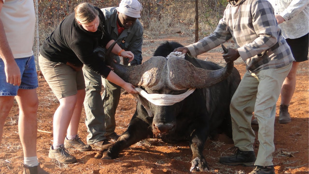 A Wild Experience | South Africa Veterinary Experiences - YouTube