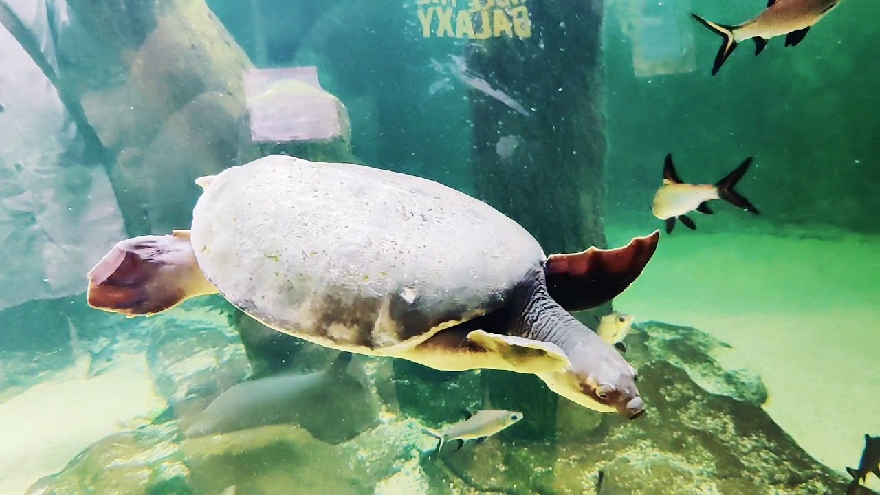 Underwater World Langkawi - YouTube