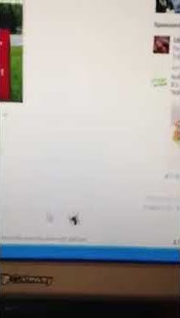 Spider following the computer cursor 2012 - YouTube