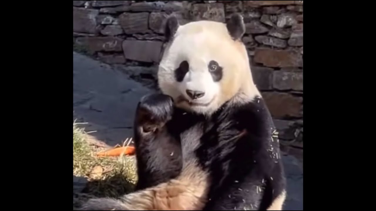 A glance of the past few days of Xiao Qi Ji's activities in China. 小奇迹 ...