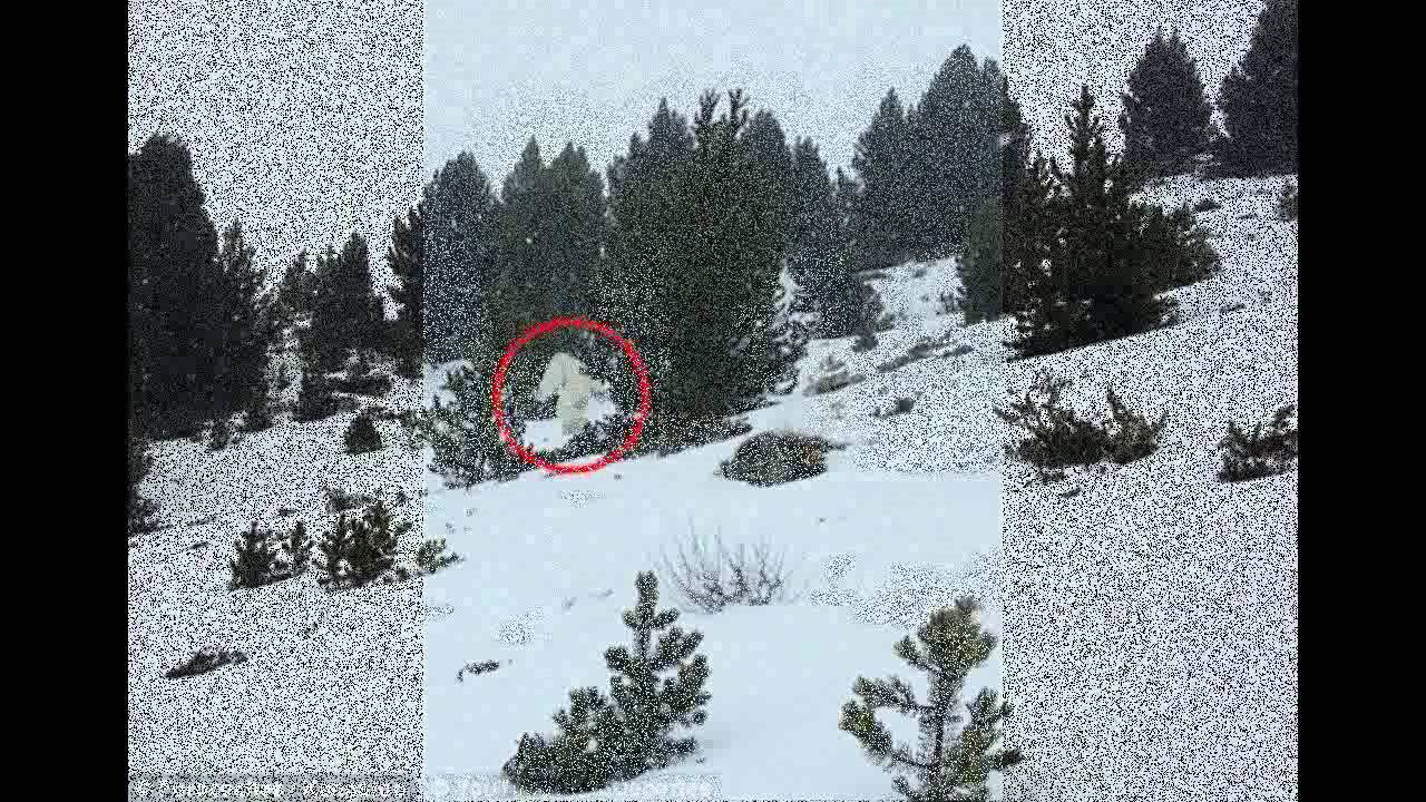 Footage shows the Yeti walking through snow covered hills in Pyrenees ...