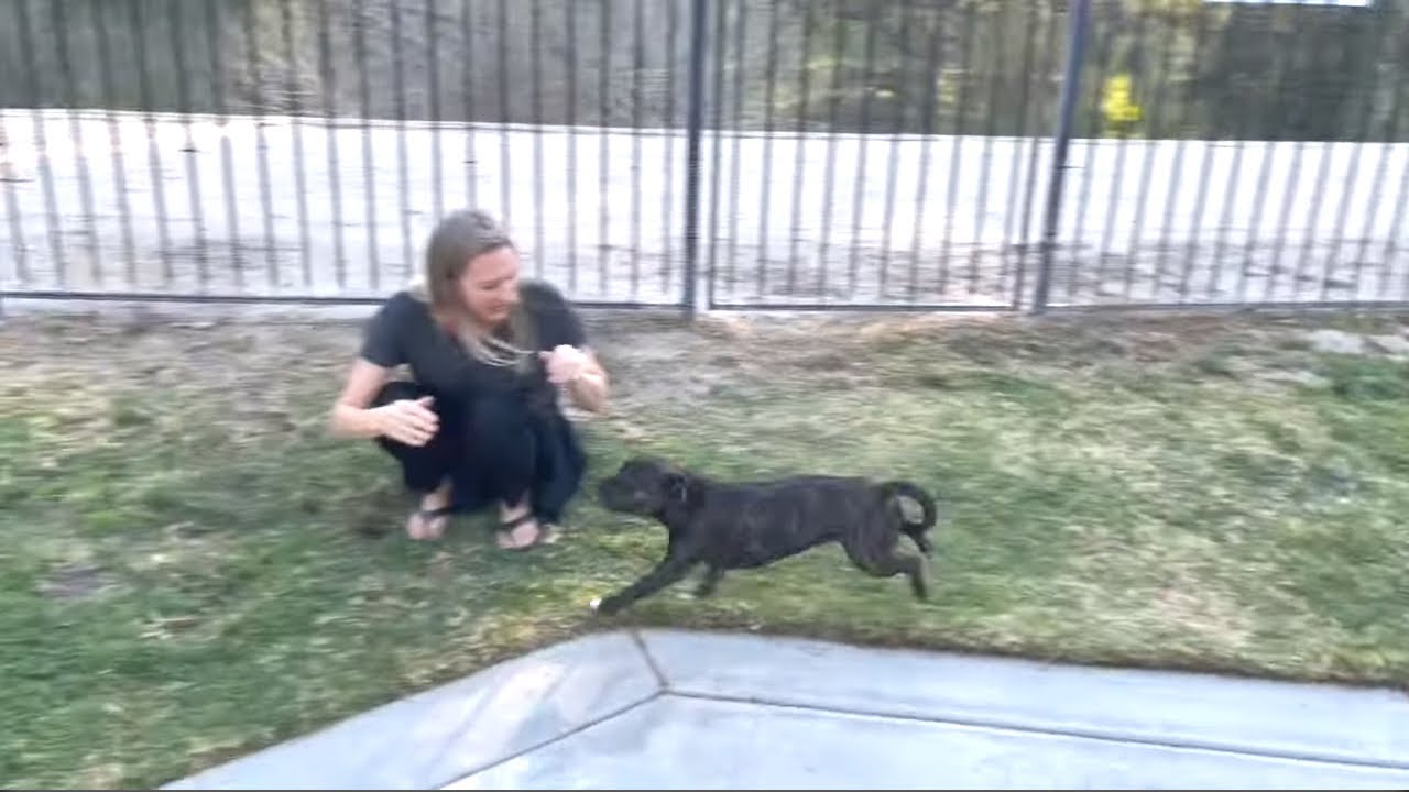 My dog having a Frenetic random activity period AKA Zoomies - YouTube