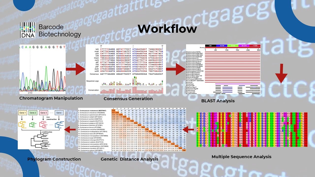 Introduction to Sanger's DNA Sequence Analysis - YouTube