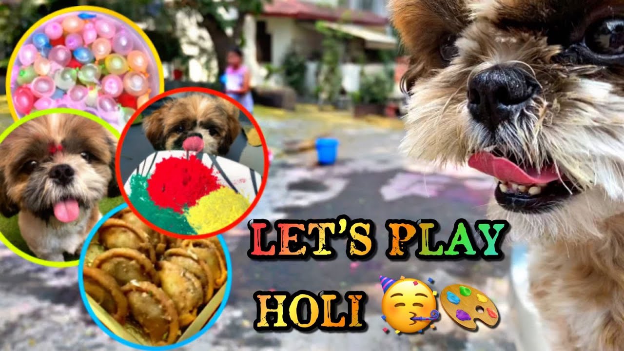 Holi 2022 Special! Dogs playing safe Holi | Holi Celebration - YouTube
