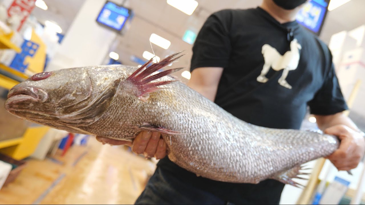 여름 최고의 보양식! 활민어 회뜨기/전라상회/Live Brown croaker fillet, sashimi ニベ_Korean ...