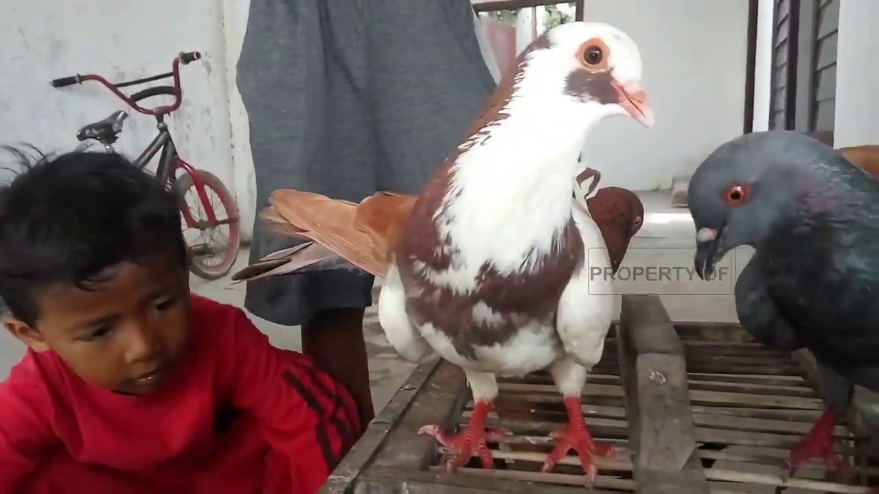 TEST BURUNG MERPATI BALAP PLONTANG DI JALAN RAYA - YouTube