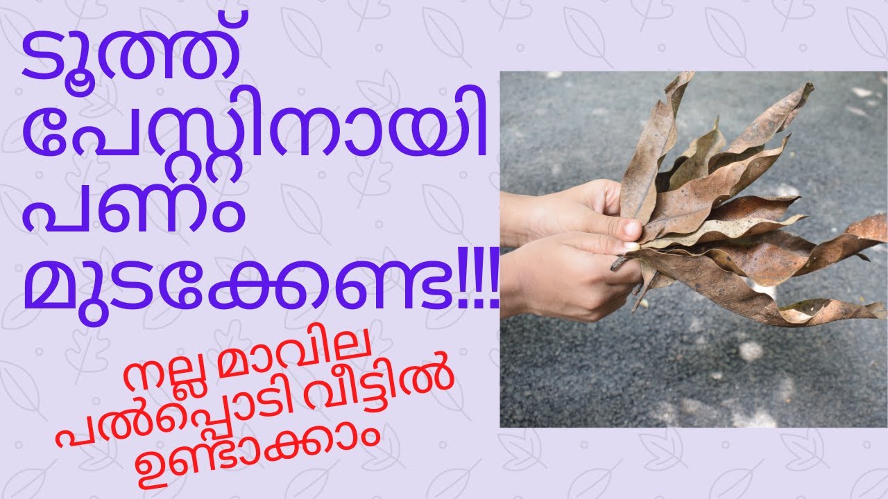 ടൂത്ത് പേസ്റ്റിനായി പണം മുടക്കേണ്ട !!നല്ല മാവില പൽപ്പൊടി വീട്ടി ...
