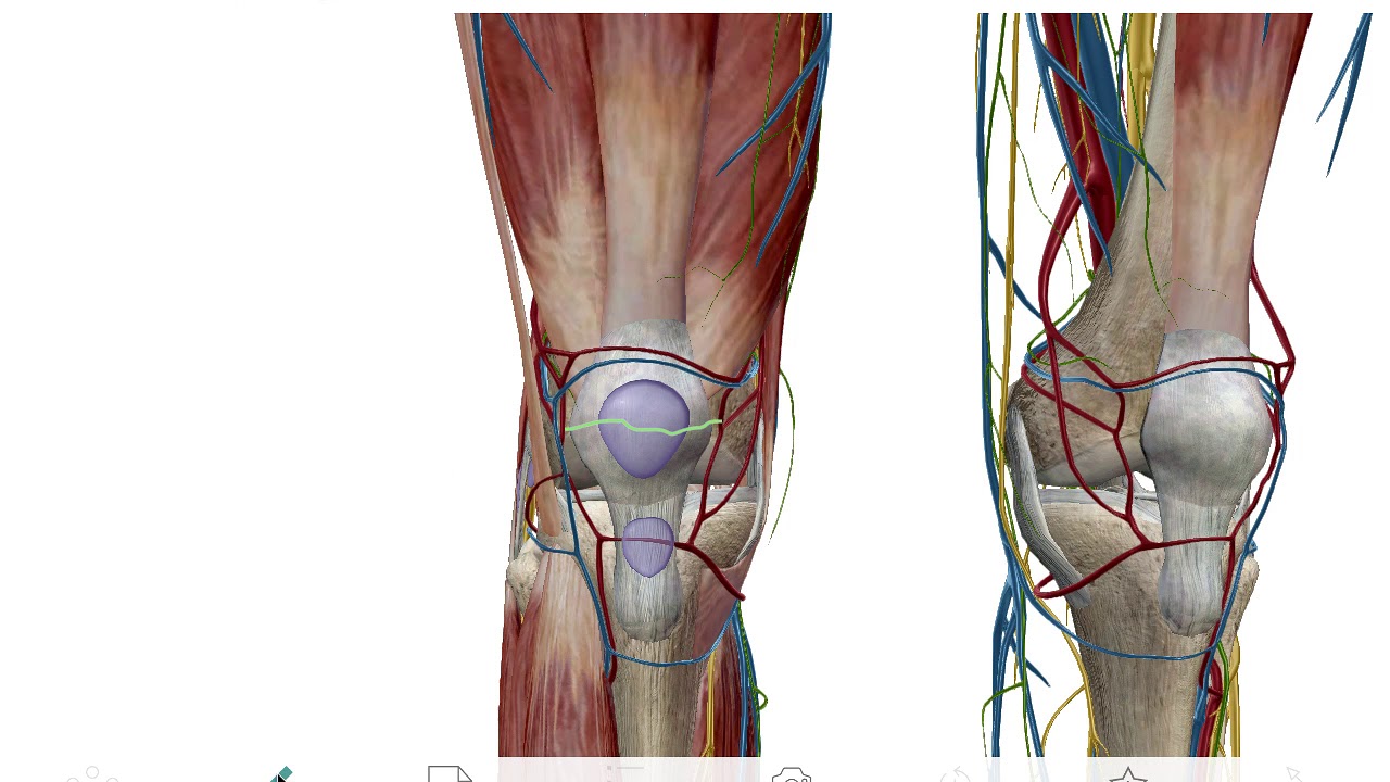 ANATOMIA TENDON ROTULIANO - YouTube