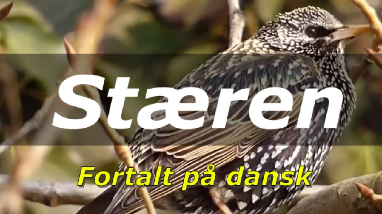 Stær. Fugle i Danmark. #shorts Stæren. Alt om denne fugl, fortalt på ...
