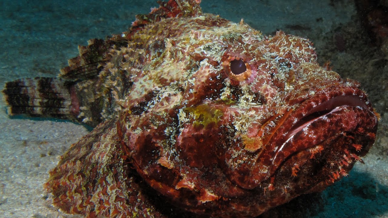 One of the most venomous fish in the world: Stonefish | Oceana - YouTube
