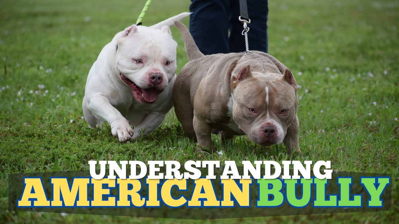 Understanding the American Bully: A Comprehensive Guide - YouTube