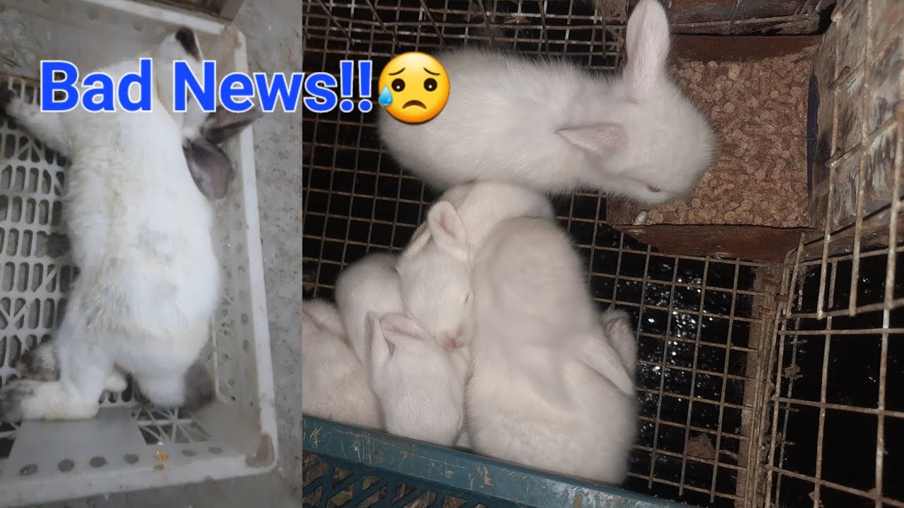 Rabbit Farming: Bad news! Nadali breeder doe na Californian. At may ...