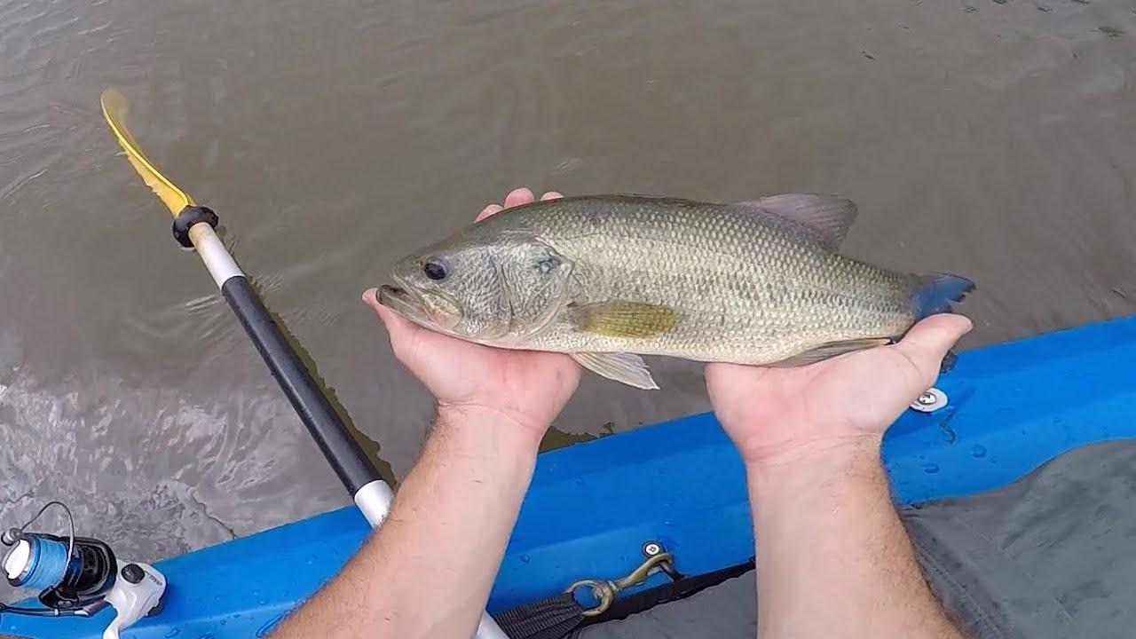 Sneaky September Snakeheads & Bass! (Topwater Blowups) - YouTube