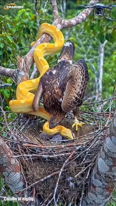Eagle vs Python: Battle for the Nest Begins! 🦅🐍 #youtubeshorts #python ...