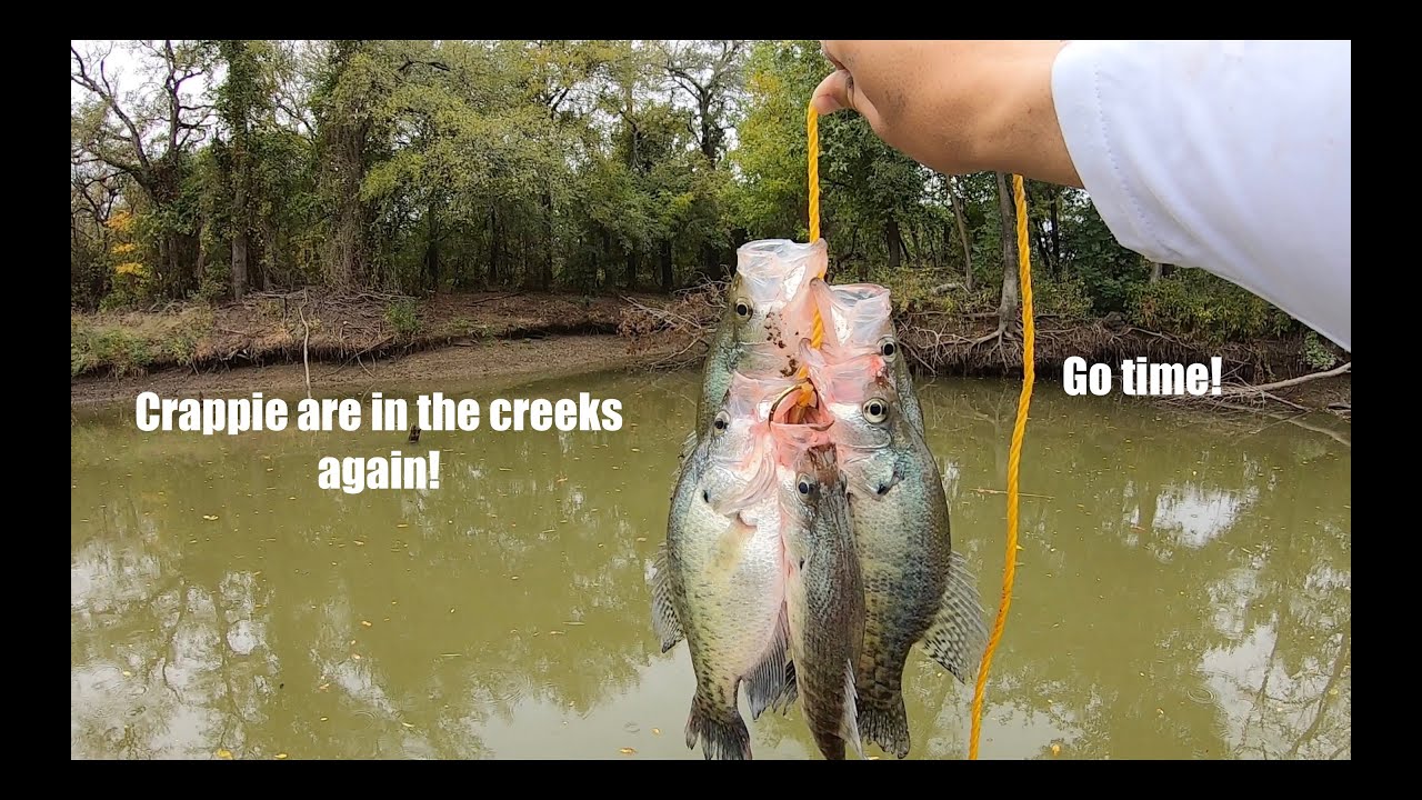 The crappie are back in the creeks! Grab your rod and get down on the ...