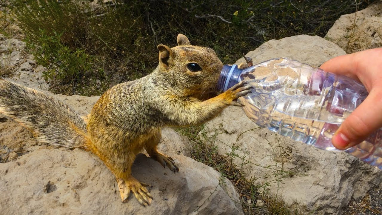 .Cute Animals Asking Humans For Help in Time of Need - YouTube