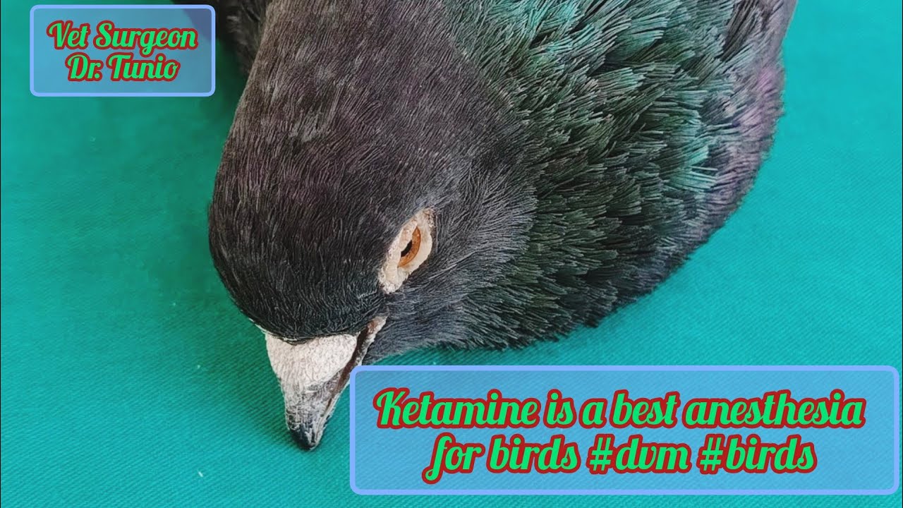 Ketamine is a best anesthesia for birds #dvm #birds - YouTube