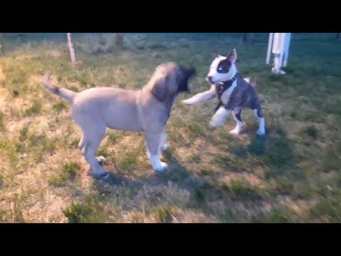 KangalTV ANADOLU ÇOBAN KÖPEĞİ Yavrusu AFRiN VS PiTBULL KöPEĞi Yavrusu MAYA