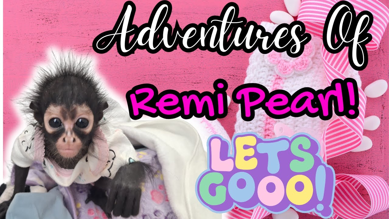 Remi Pearl The Spider Monkey! Let's Play! - YouTube