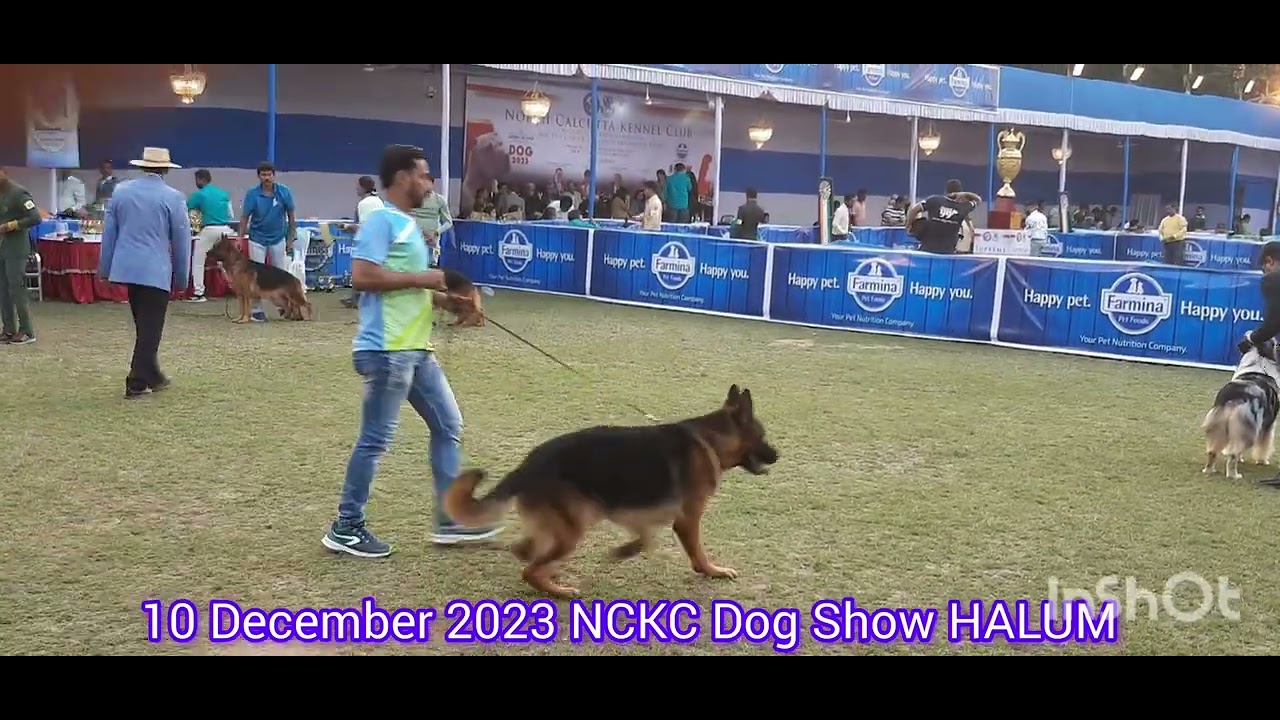 HALUM performs NCKC Show puppy class 😍 🐕 10th December 2023 - YouTube