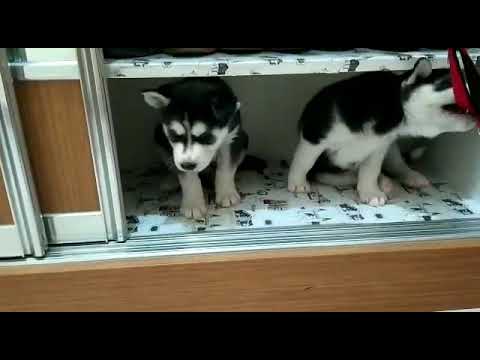 ❤️😍 yaramazlarımmm#köpek##pati#