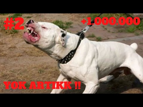 TİKTOK KÖPEK VİDEOLARI (KANGAL VS PİTBULL) #2
