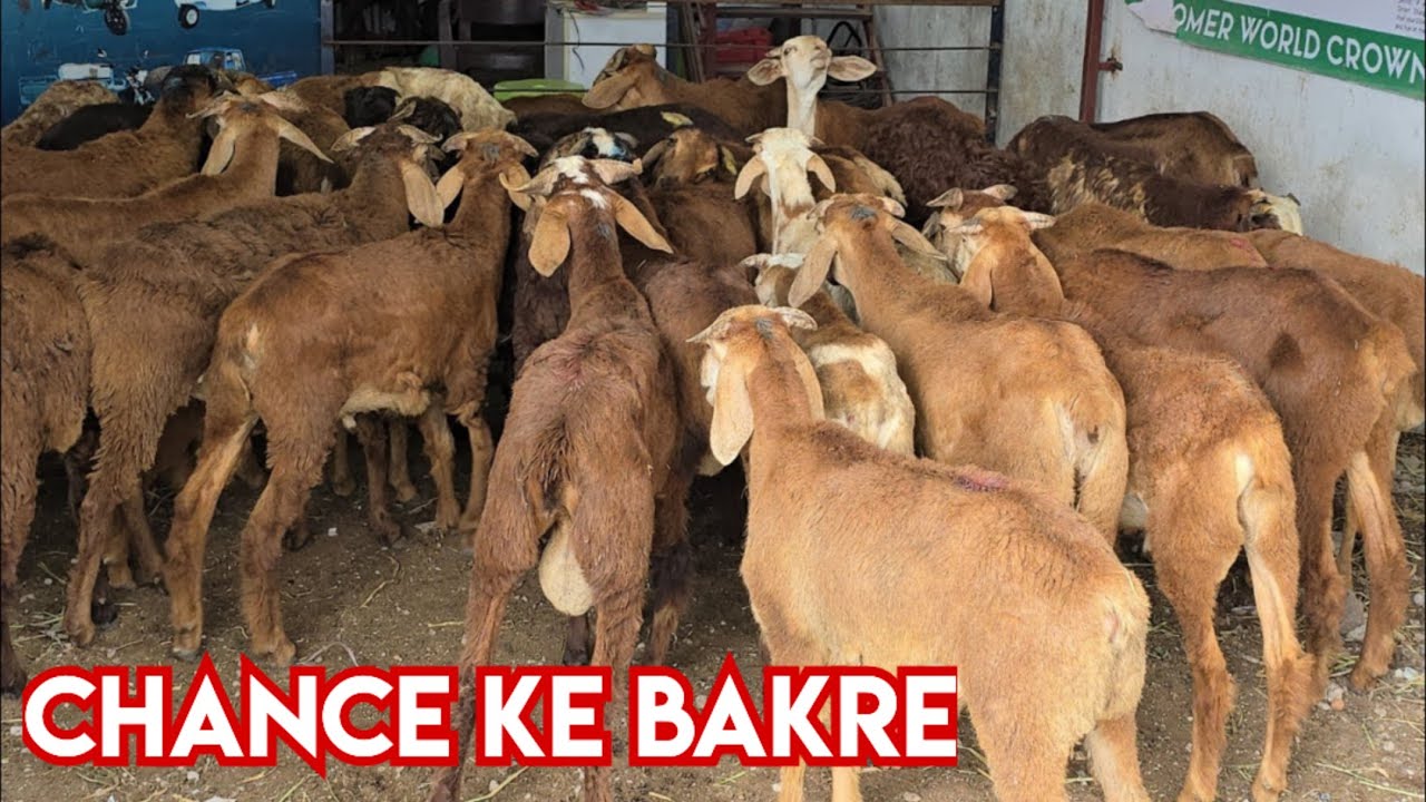 Chance ke bakre in Attapur p.no 191 | pure Telangana potla sheep's ...