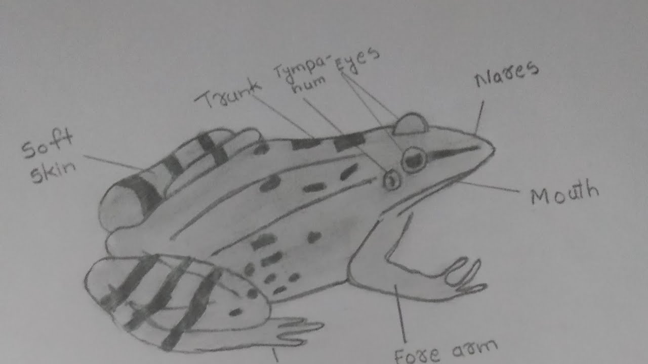 #The_Art।How to draw frog easy step by step।Mendhak kaise nikale।#Frog ...