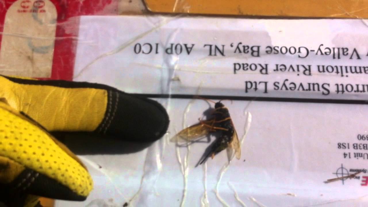 MURDER BUG - YouTube