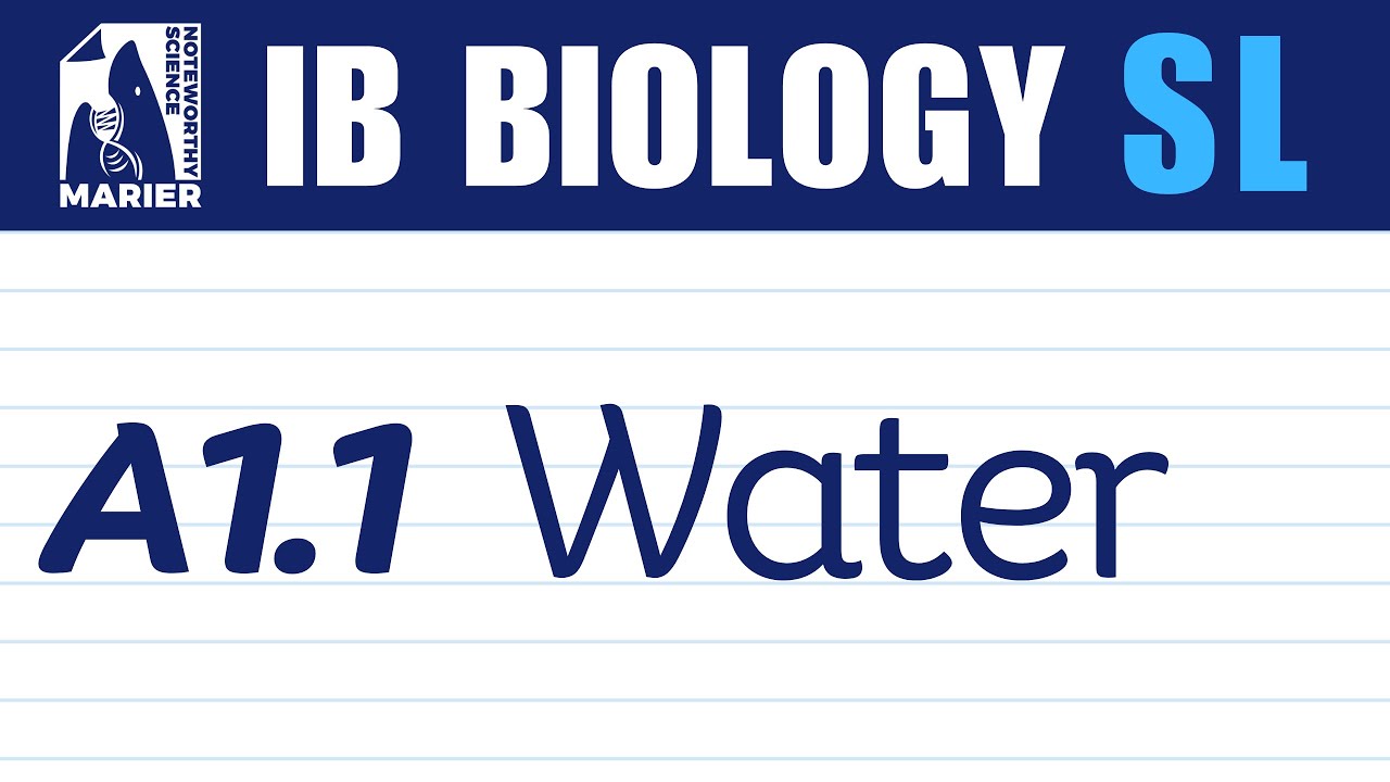 A1.1 Water – Interactive Lesson | IB Biology SL/HL - YouTube