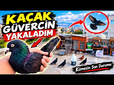 Kaçak güvercin yakaladım 🕊️ (kümesin son durumu ❤️🧿)