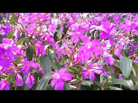 Tibouchina semidecandra flowers - princess flower - lasiandra - glory bushes HD 10