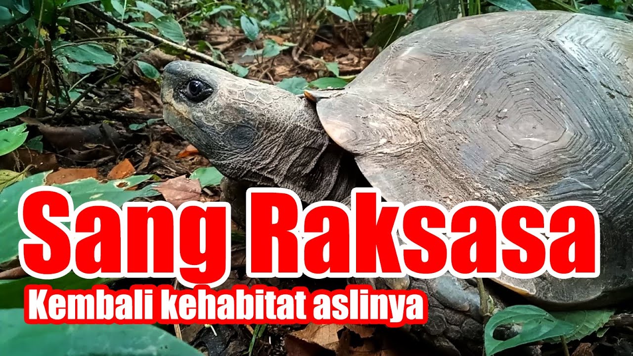 Pelepasliaran Kura-kura Baning Coklat - Releasing an Asian Giant ...