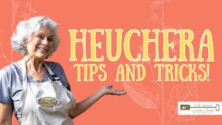 ‘Heuchera’ Tips & Tricks!