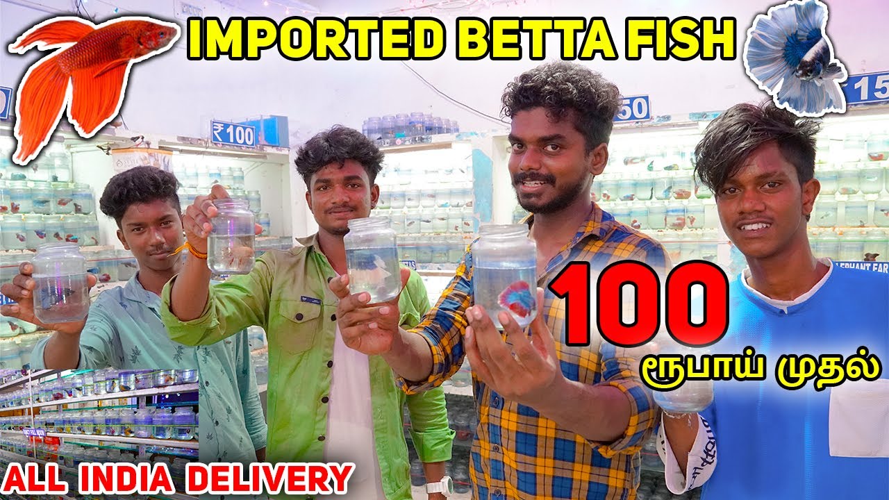 100 ரூபாய் முதல் Rare Fish Collection | Exotic Fish | Cheapest Aquarium ...
