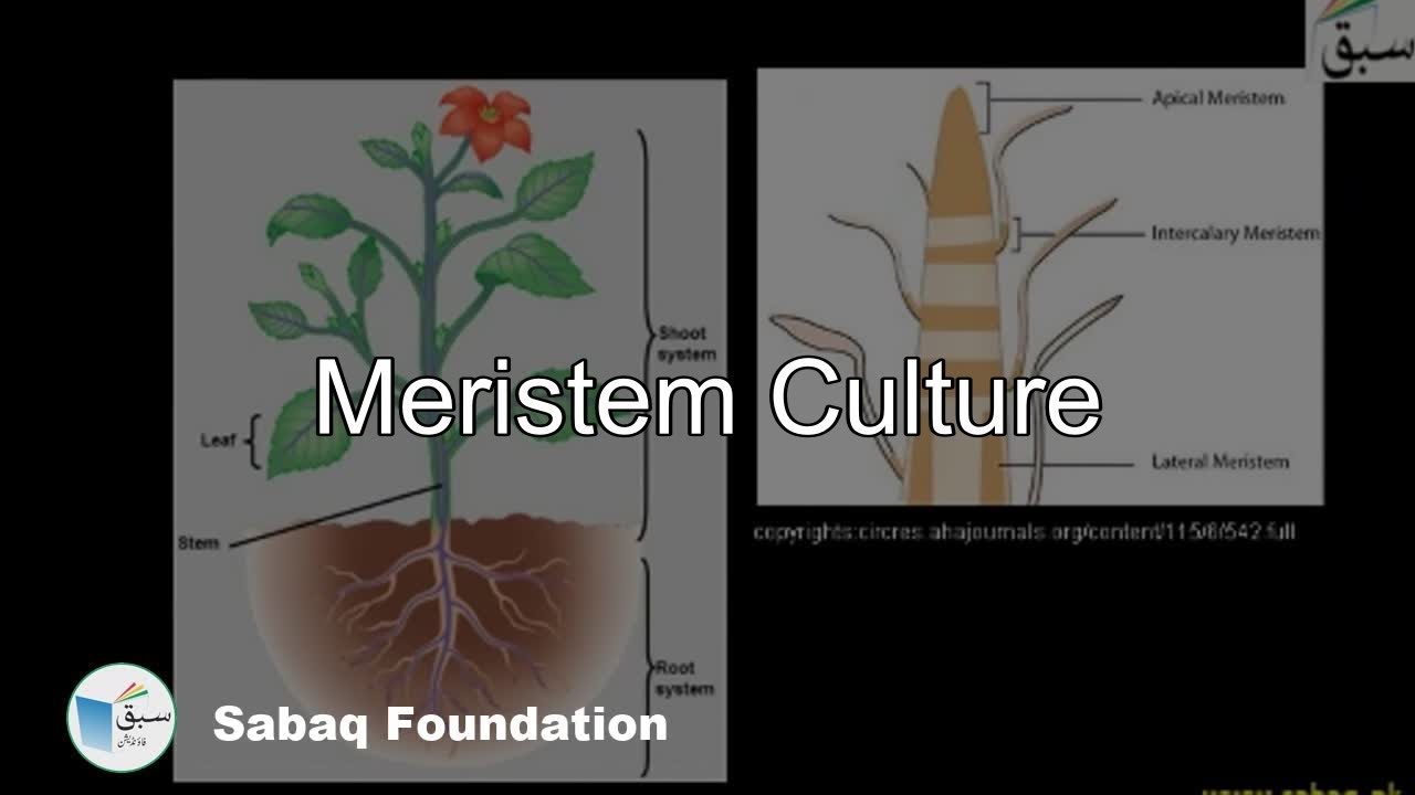 Meristem Culture, Biology Lecture | Sabaq.pk - YouTube