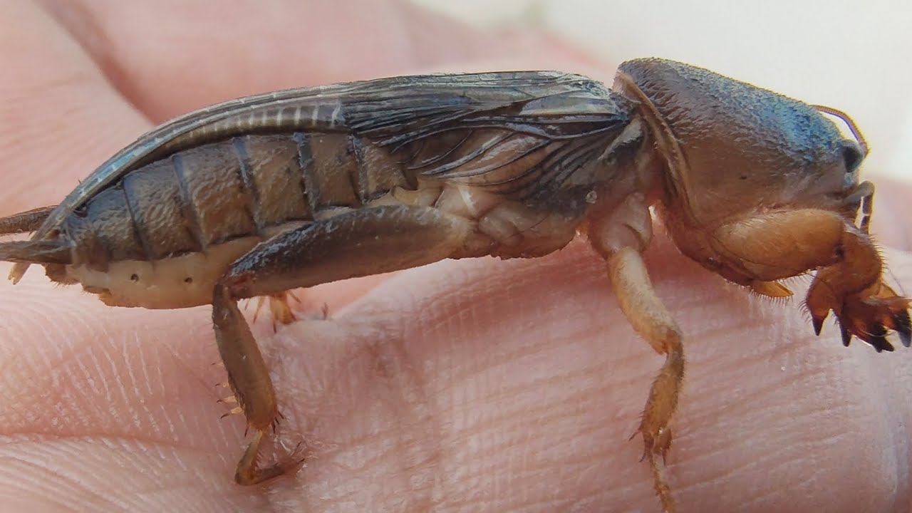 Creepy yet Cool insect - Mole cricket - YouTube