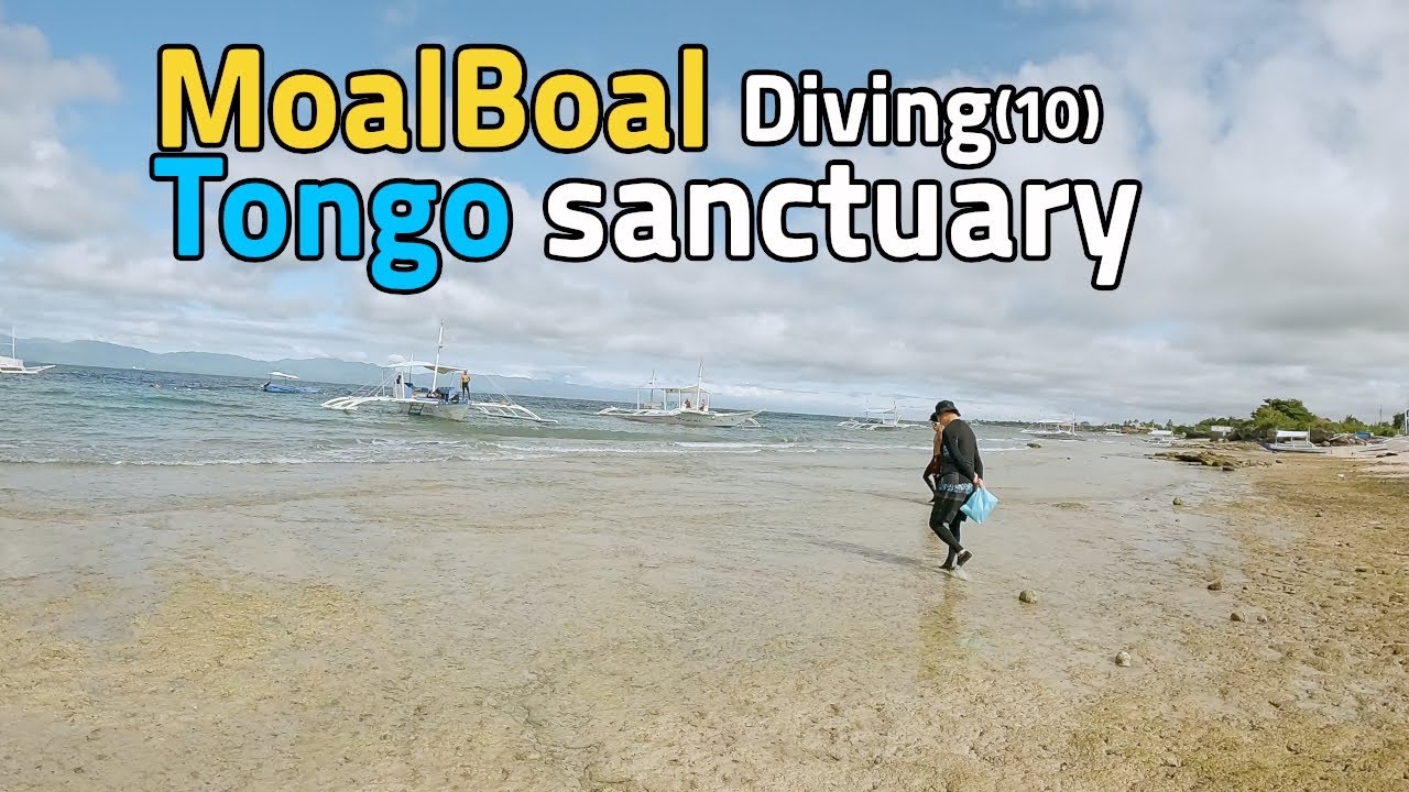 Moalboal, Cebu, Philippines 모알보알 스쿠버 다이빙 (10) Tongo Sanctuary 2025/1/9 ...
