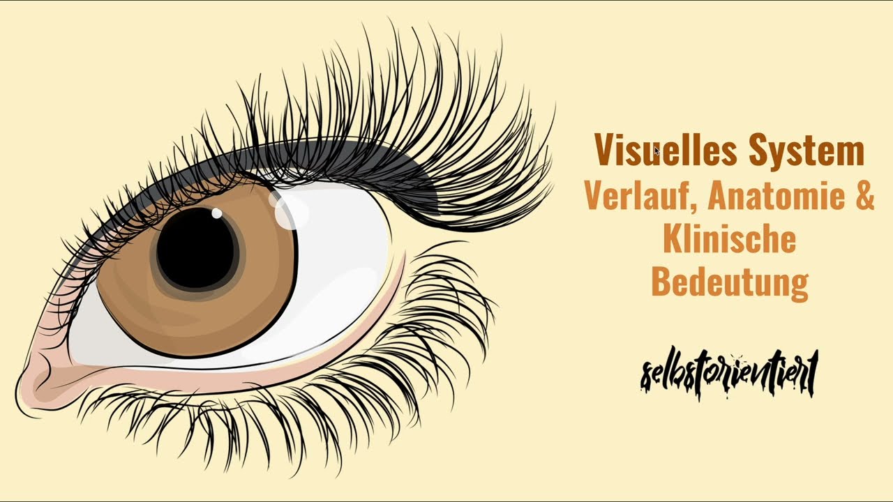 Definition des Visuellen Systems einfach erklärt - Aufbau | Wahrnehmung ...