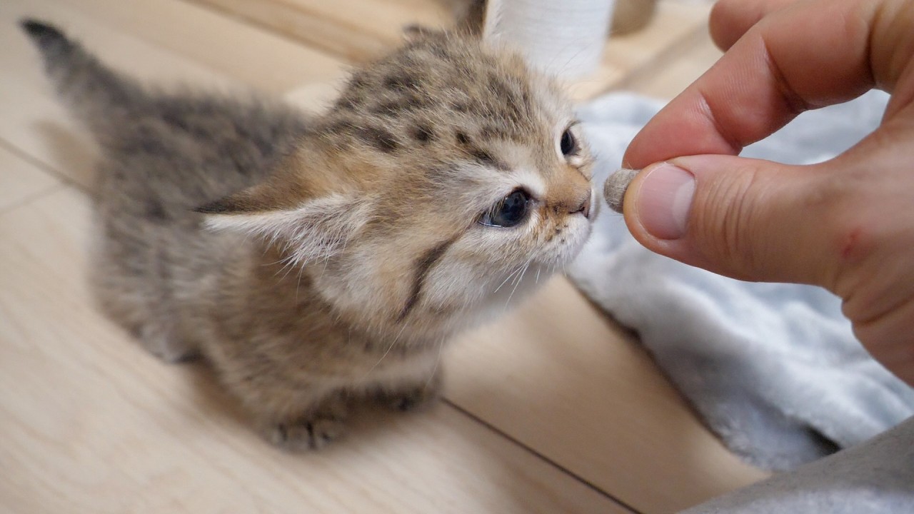 Cute reactions of the cats when I showed them the hairballs. - YouTube