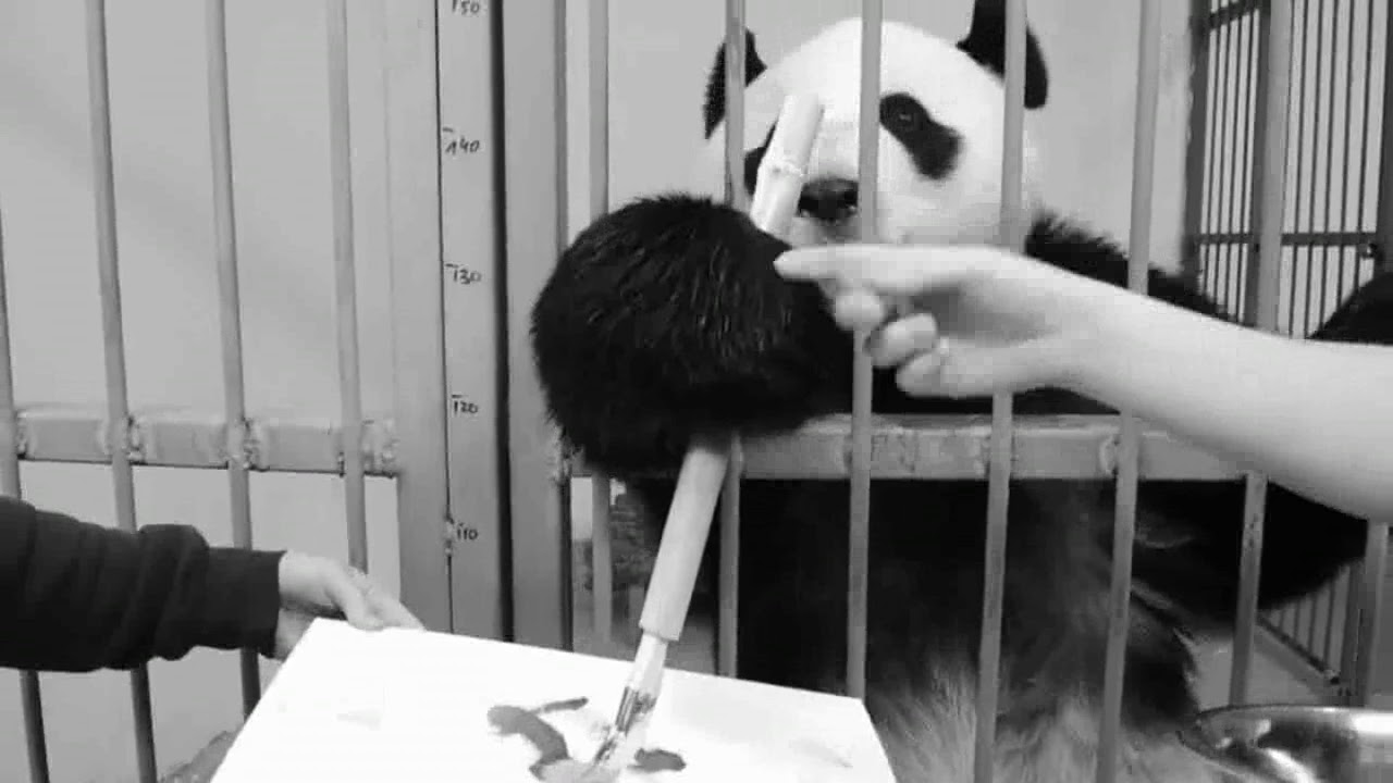 Zoo Pandas Take Up Painting To Raise Cash And Relax YouTube zoo-pandas-take-up-painting-to-raise-cash-and-relax-youtube
